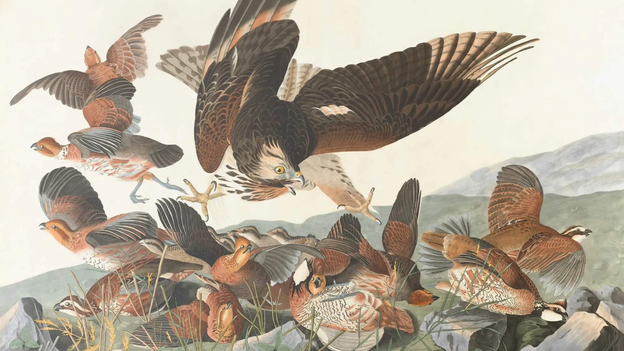 culture - Rascal News